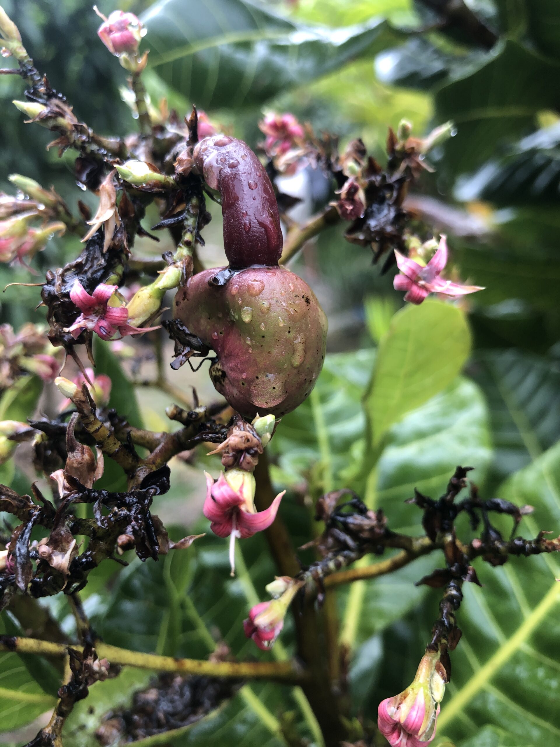 A Journey with Urushiol: From Poison Ivy to Cashew Trees - The Grounded ...