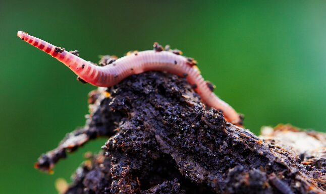 Magnets, Worms and Bacteria - The Grounded Path