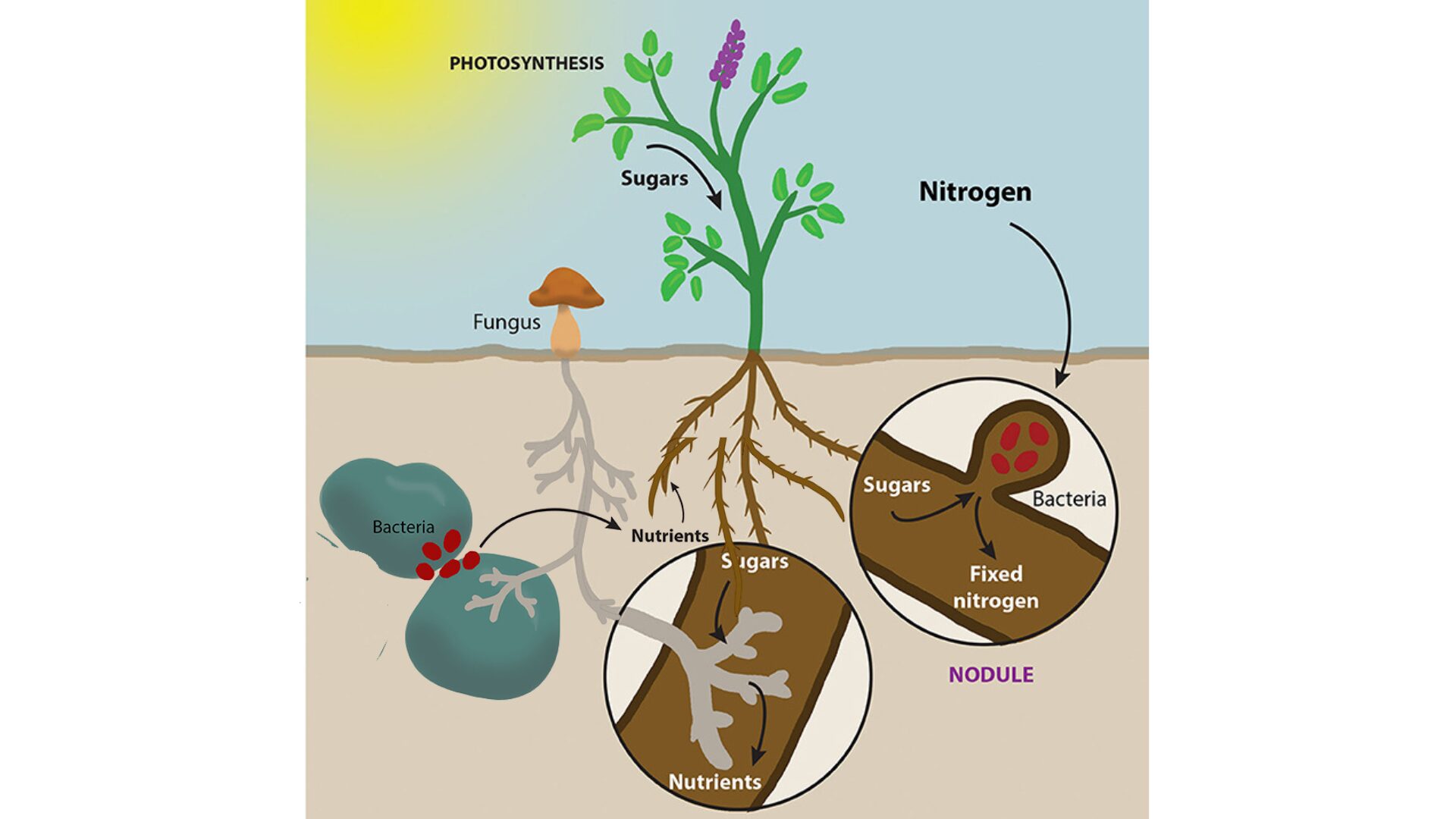 The Vital Role of Soil Microbes - The Grounded Path