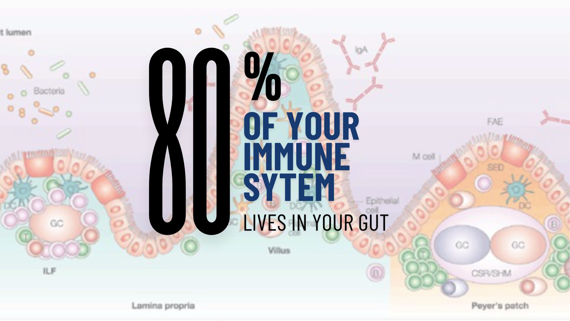 Nourishing Your Gut’s Immune System: Understanding GALT and How to ...