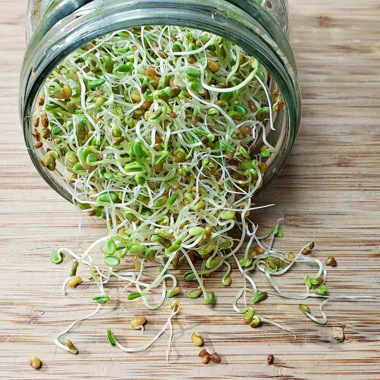 Sprout Recipes - The Grounded Path