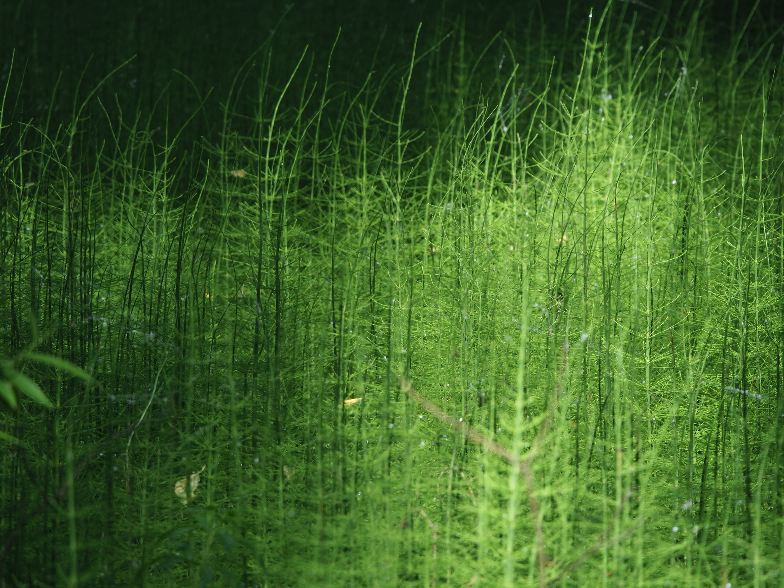 Horsetail Strength - The Grounded Path