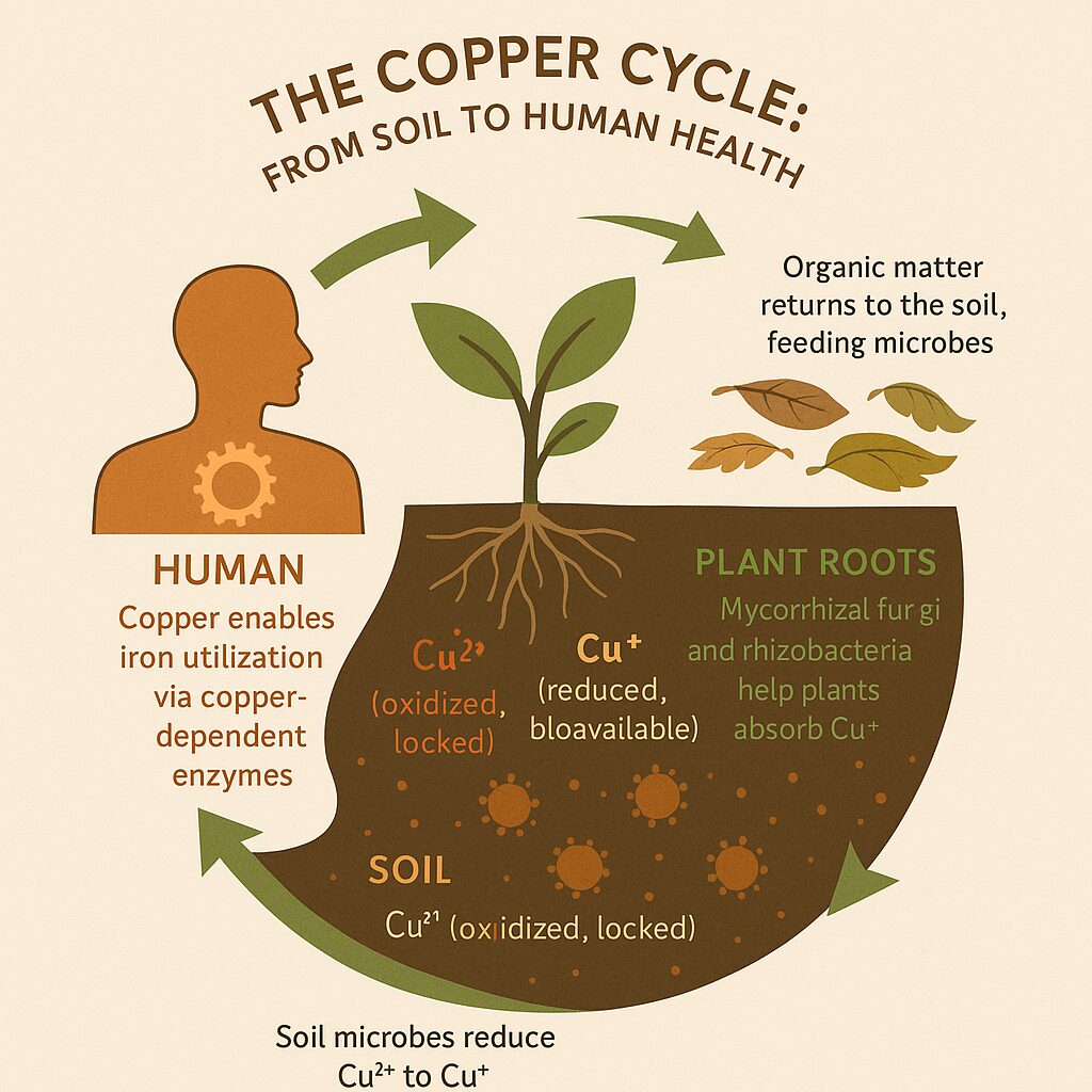 Living Landscapes, Living Futures - The Grounded Path