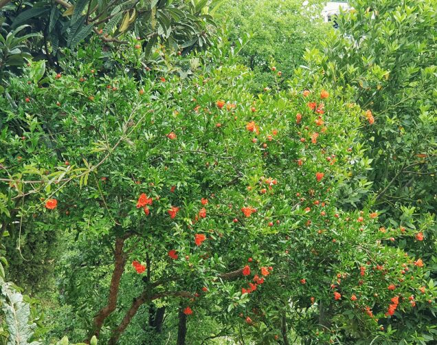 Yin Tincture - Tintura Yin